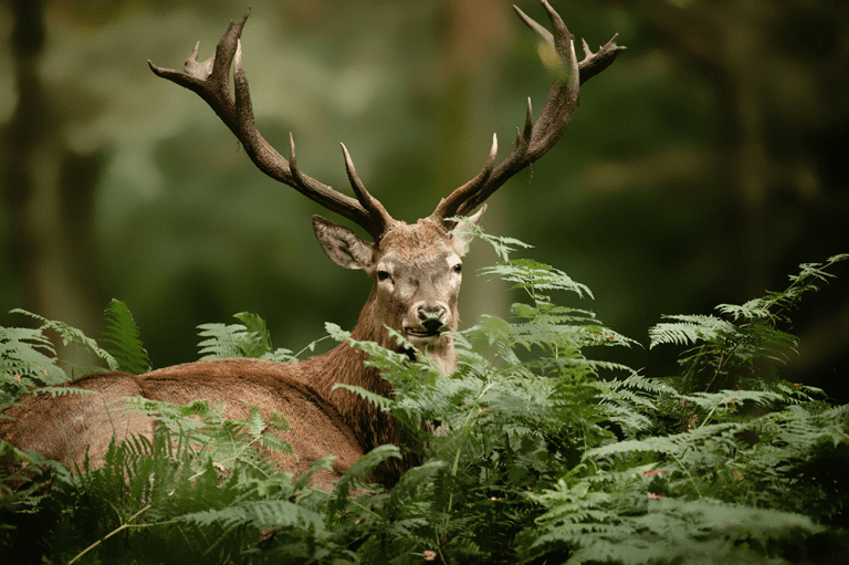 Top 10 Compelling Reasons Why Hunting Is Good - Kalkal