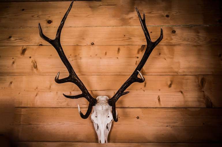 Scoring A Deer: A Field Guide for Hunters - Kalkal