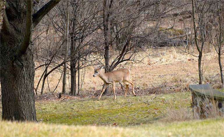 Best Guide&Tricks For Deer Hunting In Florida - Kalkal