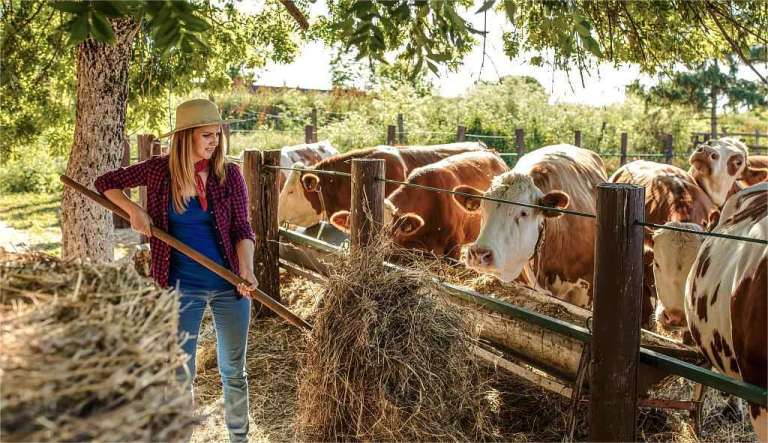 Ranch vs Farm - What Are The Differences? - Kalkal