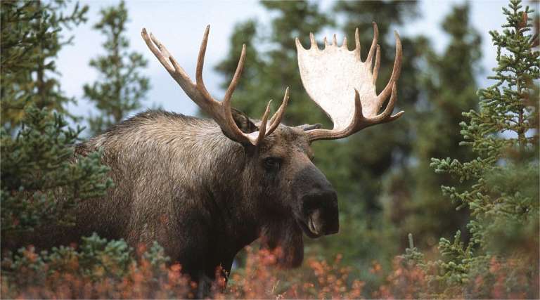 Elk Vs Moose: How To Identify Them In Hunting? - Kalkal