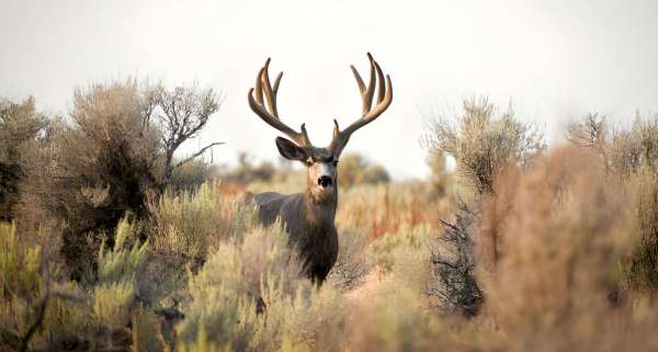 2025 Quick Guide: Oregon Hunting Season Dates&Rules - Kalkal