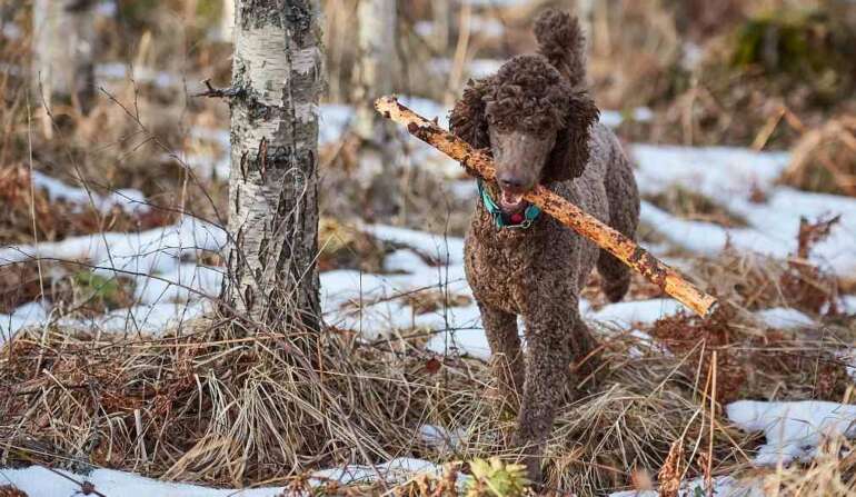Everything You Need to Know About Poodle Hunting Dog - Kalkal
