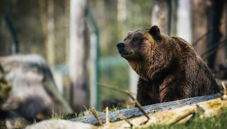 2025 Minnesota Bear Hunting Seasons & Rules - Kalkal