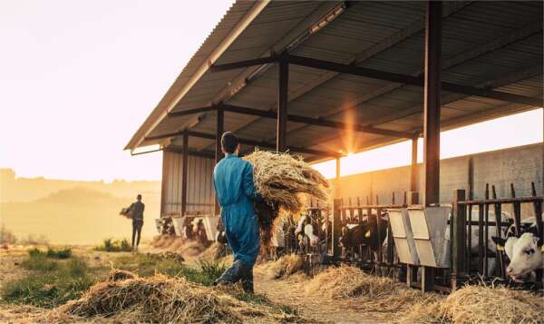Choosing The Perfect Farmer Wear - A Detailed Guide - Kalkal