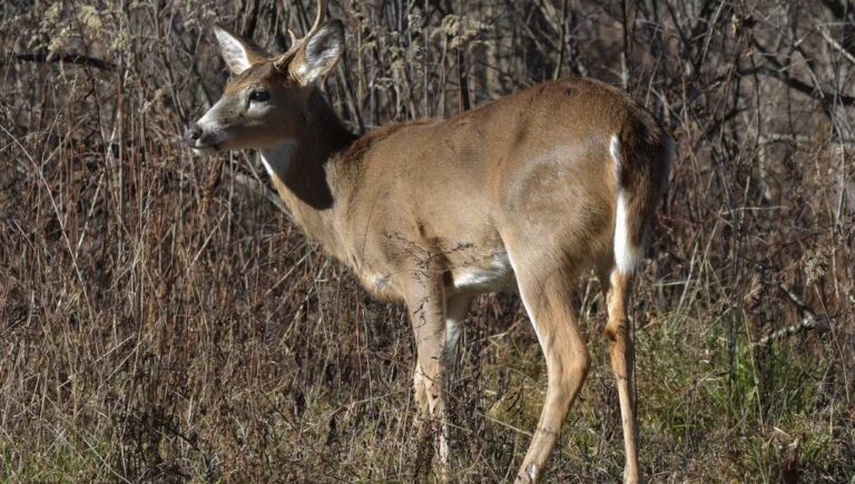 A Quick Guide To Whitetail Deer Anatomy And Hunting Tips - Kalkal