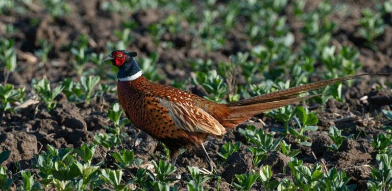 How To Select The Best Shot Size For Pheasant Hunting? - Kalkal