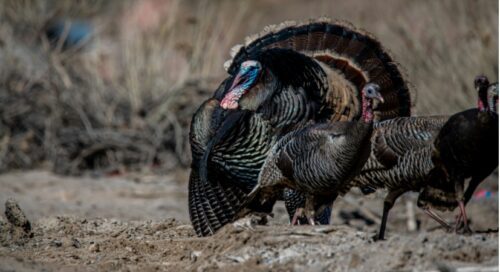 Wild Turkey Identification: What Color Is a Turkey? - Kalkal