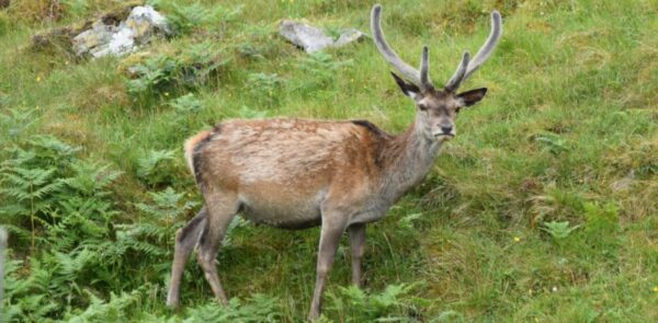 Hunter's Quick Guide: How To Tell Age Of Deer? - Kalkal