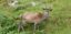 Hunter's Quick Guide: How To Tell Age Of Deer? - Kalkal