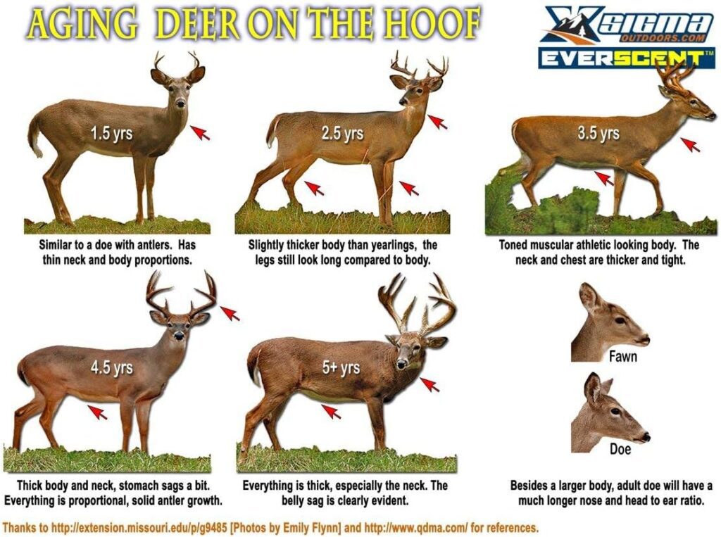 Hunter's Quick Guide: How To Tell Age Of Deer? - Kalkal