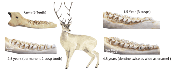 Hunter's Quick Guide: How To Tell Age Of Deer? - Kalkal