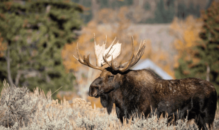 How To Recognize Deer, Moose, Elk, and Caribou? - Kalkal