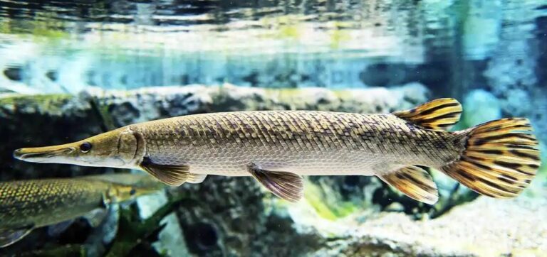 How to Catch Gar: Guide to Gear, Baits, and Techniques - Kalkal