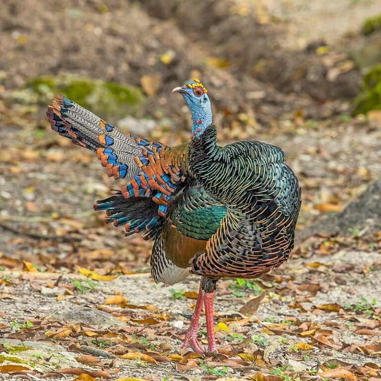 Complete Guide: What Are The 5 Types Of Turkeys? - Kalkal
