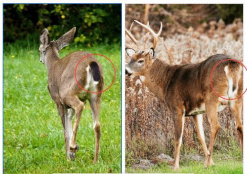 Blacktail vs Whitetail Deer: Facts You Should Know - Kalkal