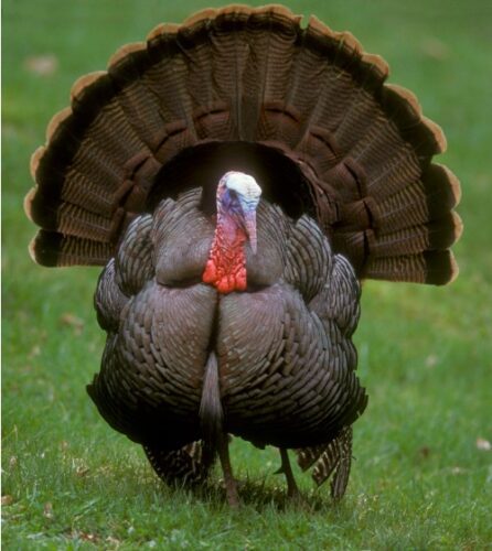 Complete Guide: What Are The 5 Types Of Turkeys? - Kalkal