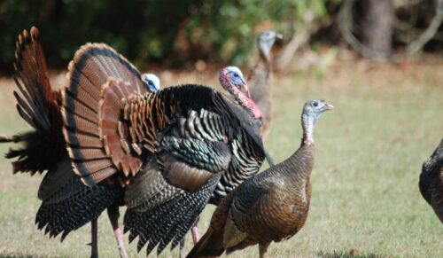 Complete Guide: What Are The 5 Types Of Turkeys? - Kalkal