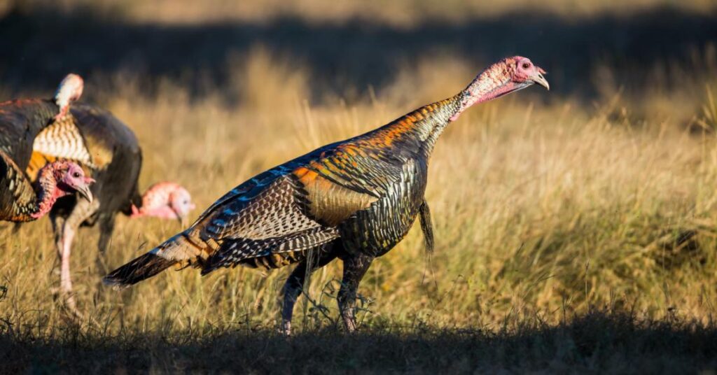 Wild Turkey Population By State - 2025 New Forecast