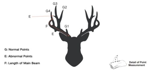 How to Identify Brow Tines on a Deer: Tips& Scoring - Kalkal