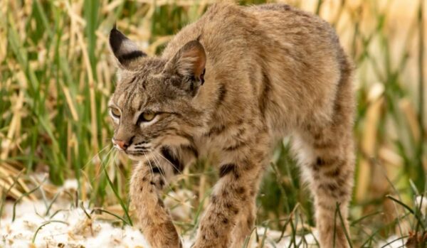 How to Trap a Bobcat? Complete Guide For Beginners - Kalkal