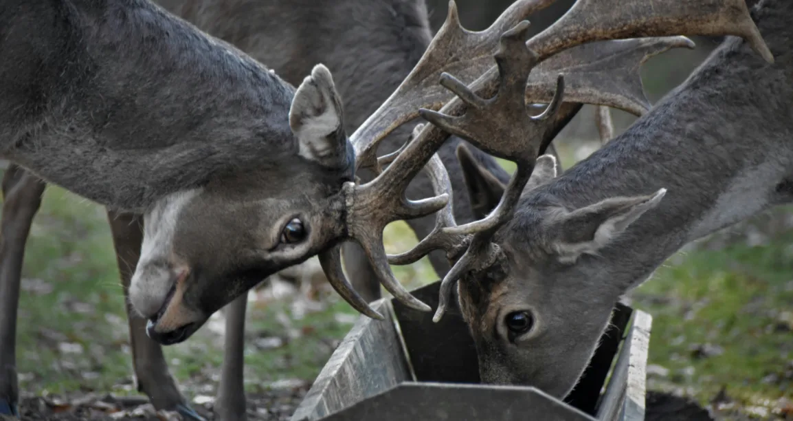 Deer Antler Point Restriction: Rules, Purpose & Hunting Strategies - Kalkal