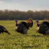 What Is a Jake Turkey? - Turkey Identification Guide - Kalkal